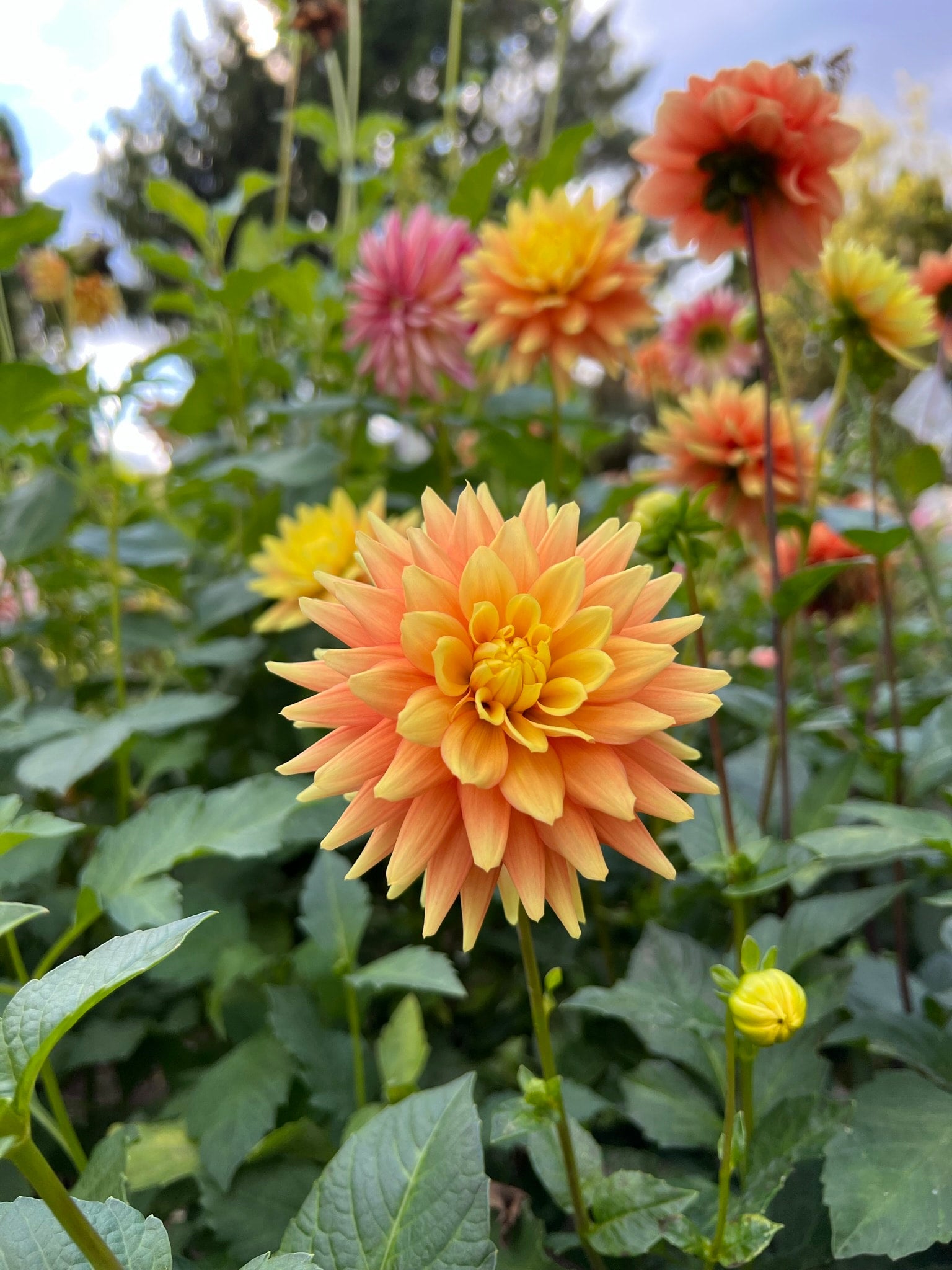 Gretchen dahlia tubers | The Ever Lea | a flower farm