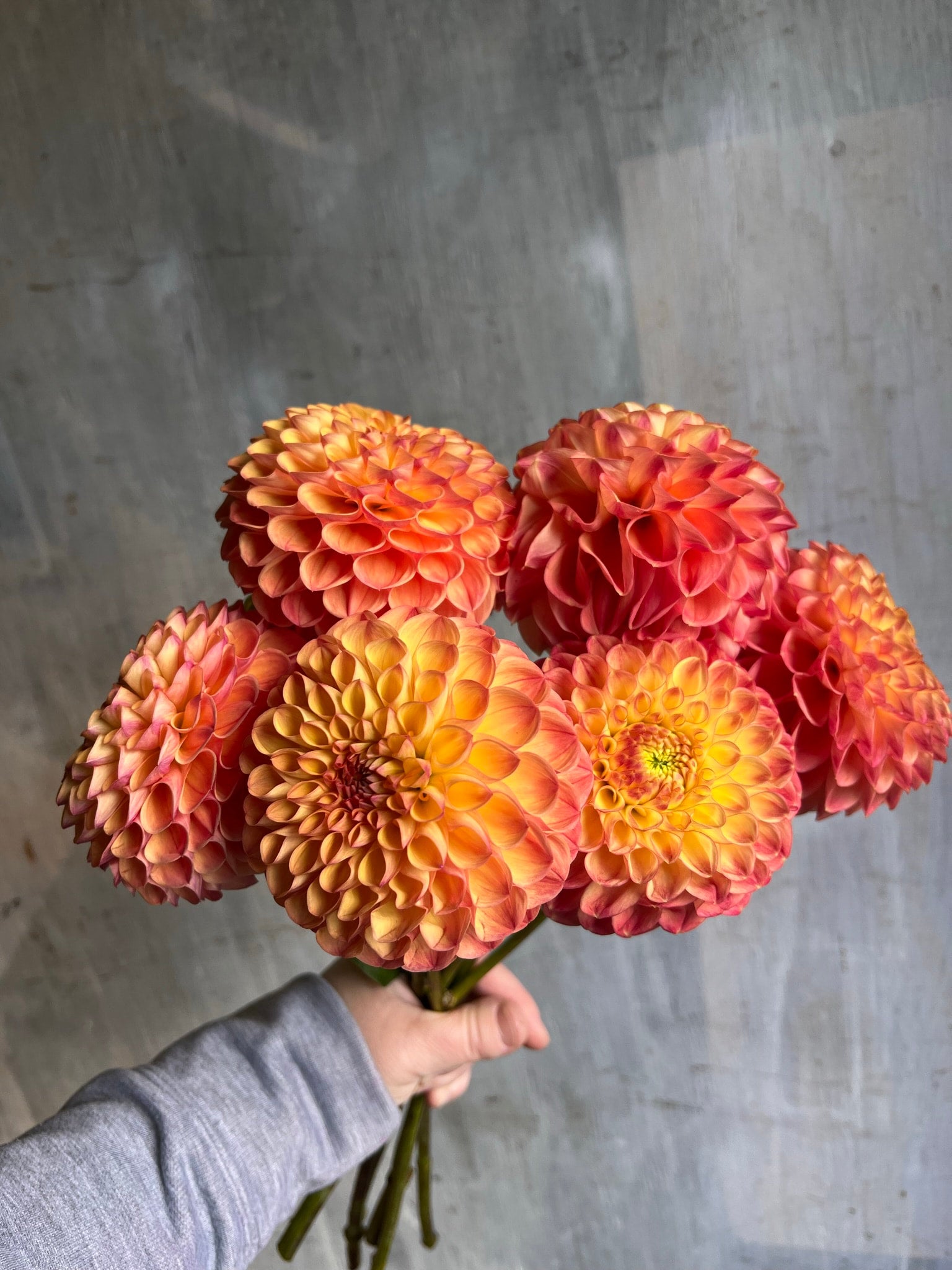 Jowey Paula dahlia tubers | The Ever Lea | a flower farm