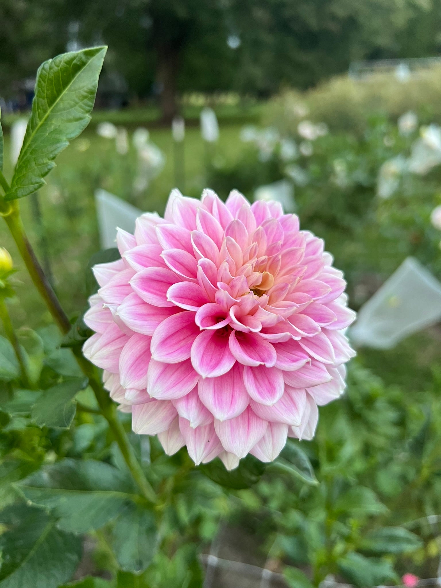 Miss Sarah (LIMIT ONE) | The Ever Lea | a flower farm