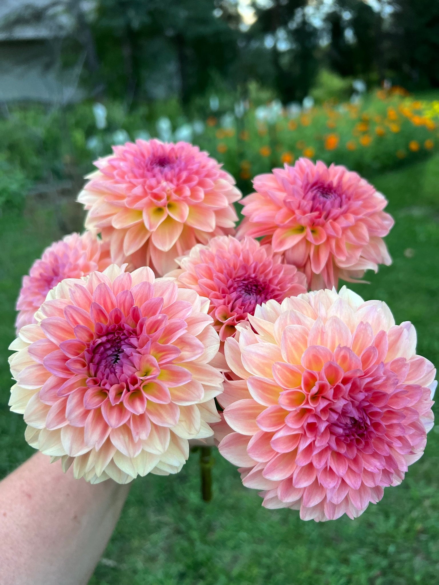 Sebastian dahlia tubers | The Ever Lea | a flower farm