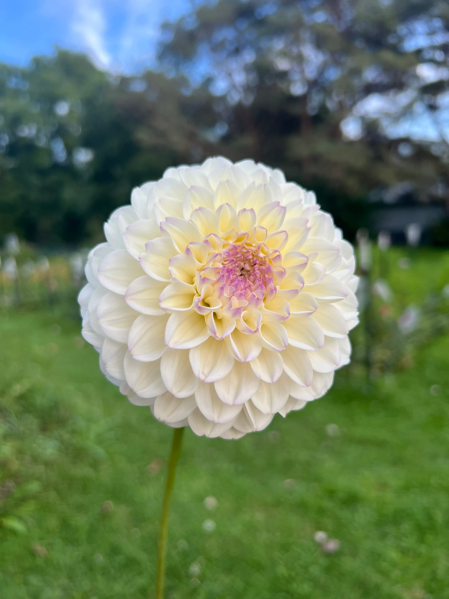 Ferncliff Crevasse Dahlia Tubers | The Ever Lea | a flower farm