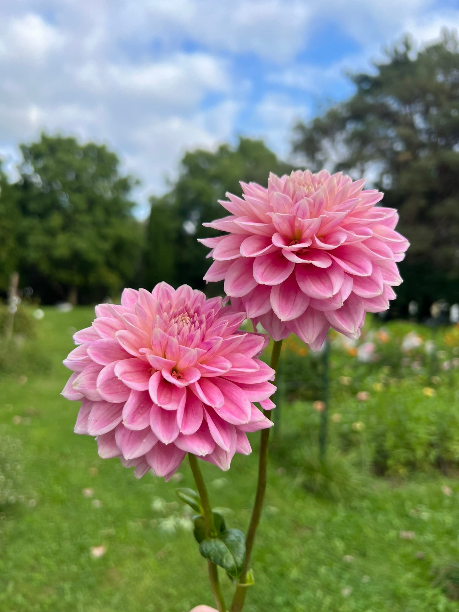 Castle Drive dahlia | The Ever Lea | a flower farm