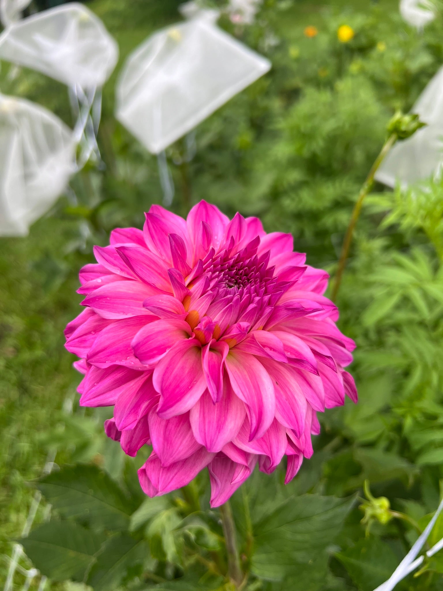 ms bubbles dahlia