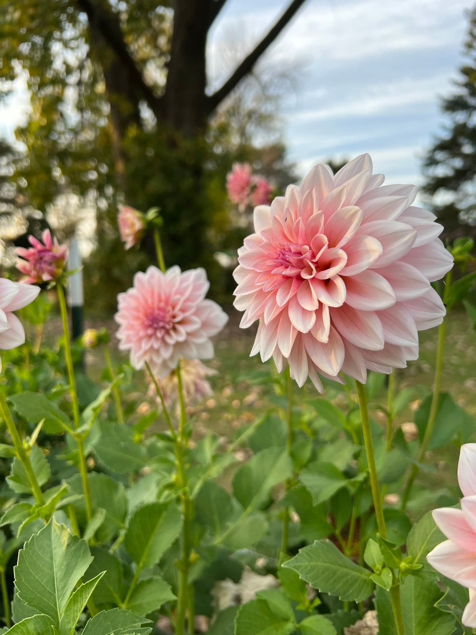 KA Mocha Jake (LIMIT ONE) | The Ever Lea | a flower farm