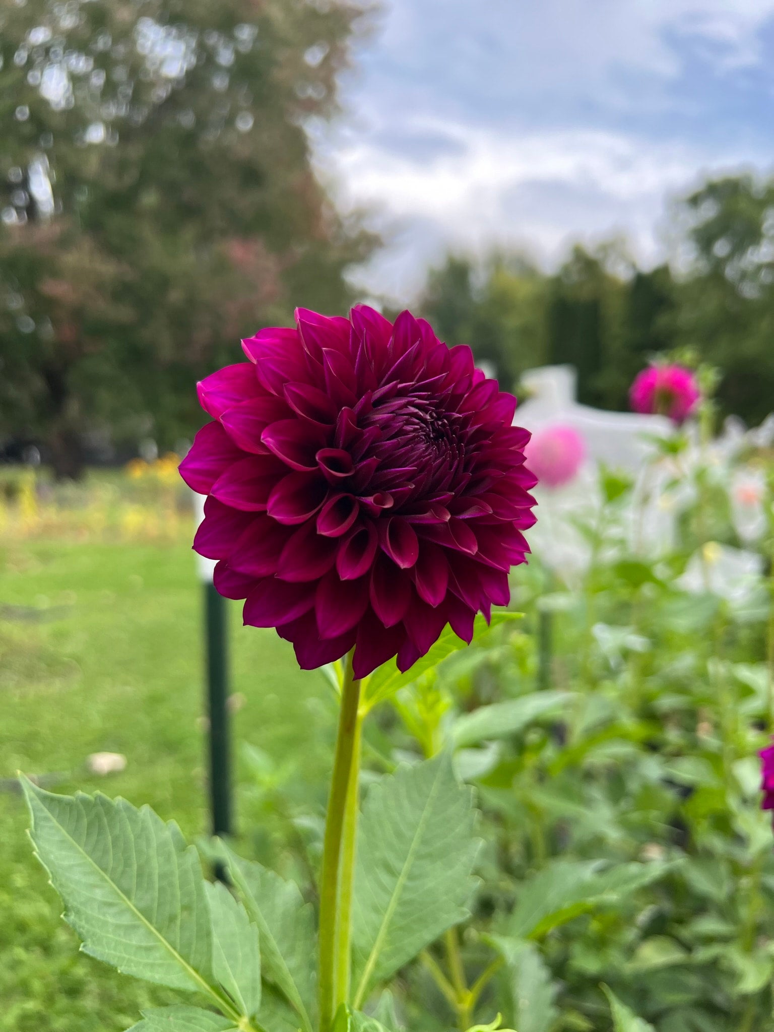 Mr Jimmy dahlia tubers | The Ever Lea | a flower farm