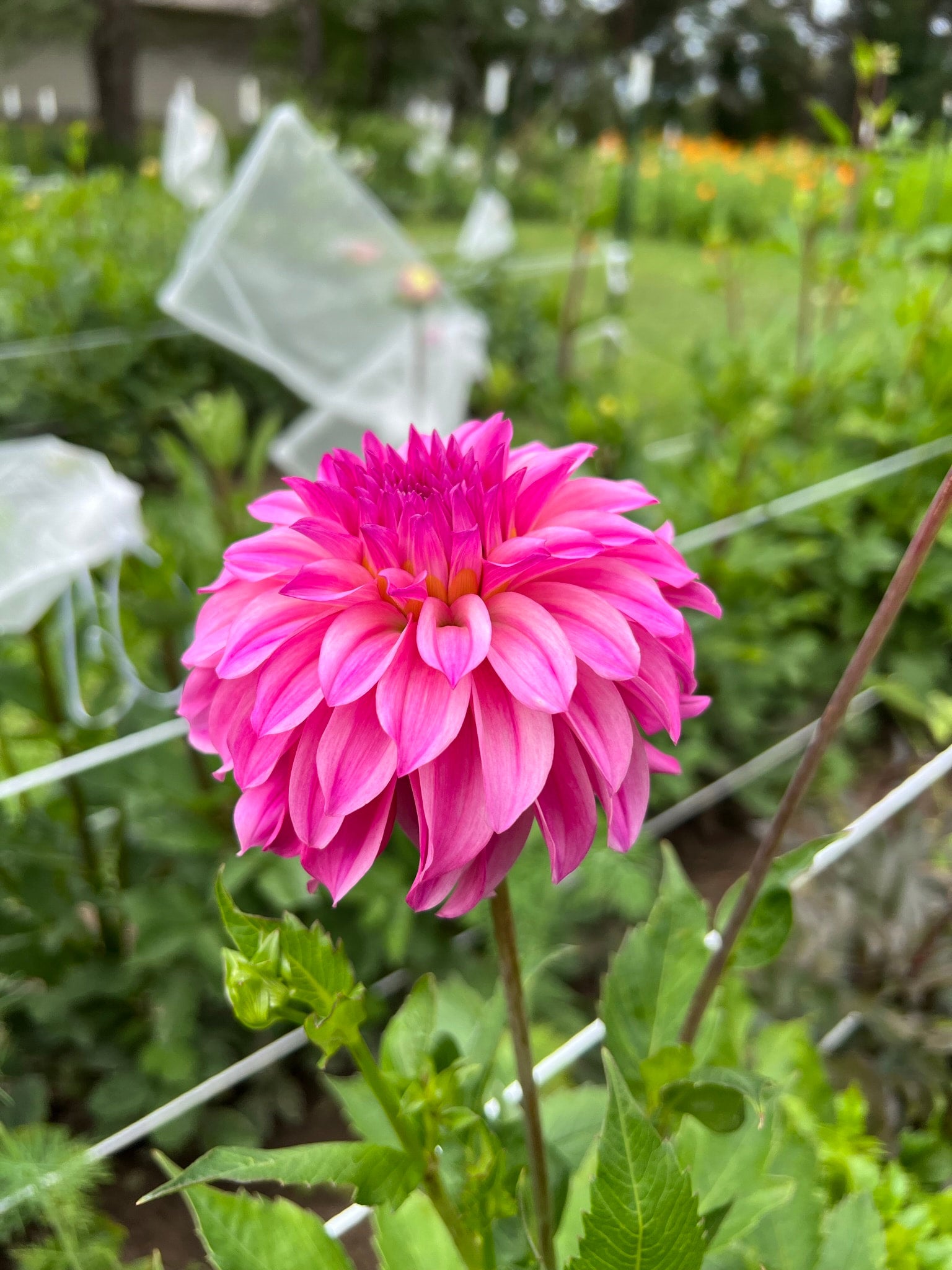 ms bubbles dahlia