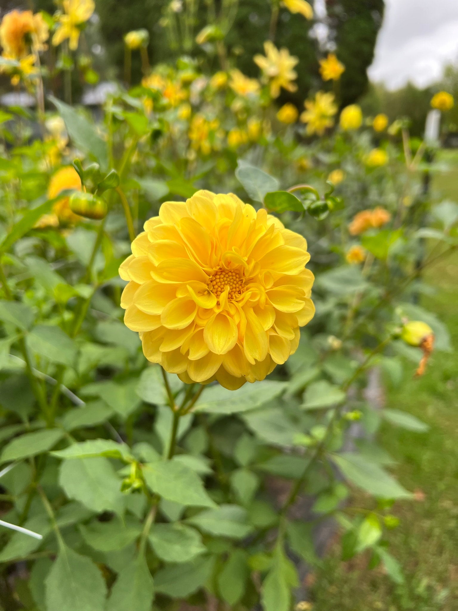 Golden Scepter dahlia tubers | The Ever Lea | a flower farm