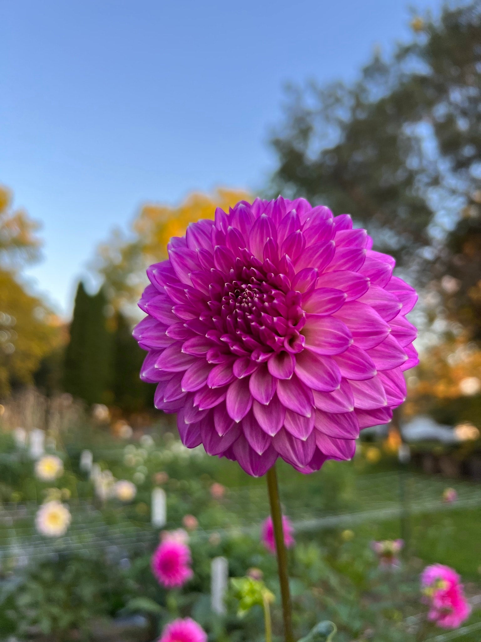 Bloomquist Clear Delight dahlia | The Ever Lea | a flower farm