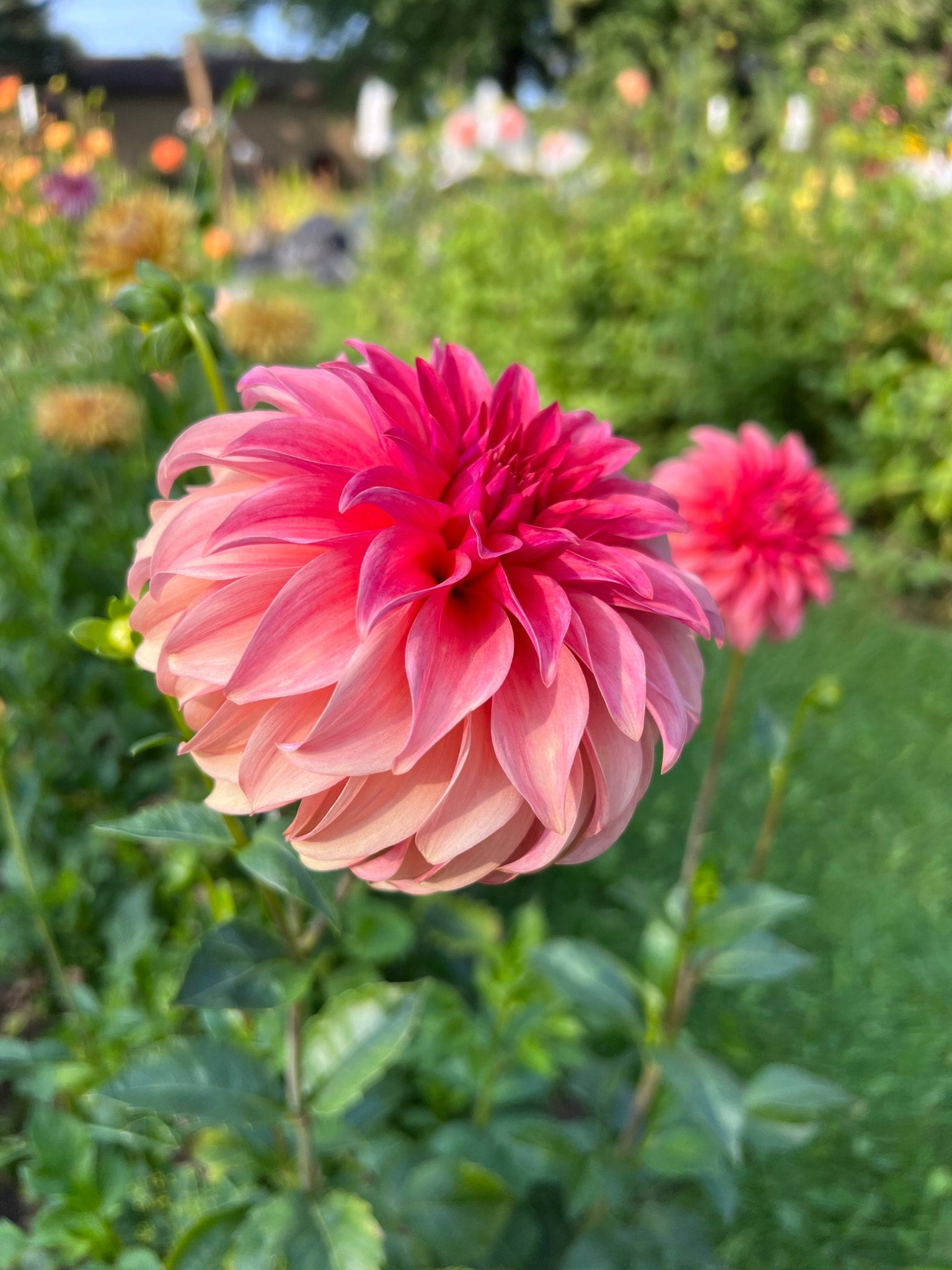Bloomquist Pleasing Dahlia Tubers | The Ever Lea | a flower farm
