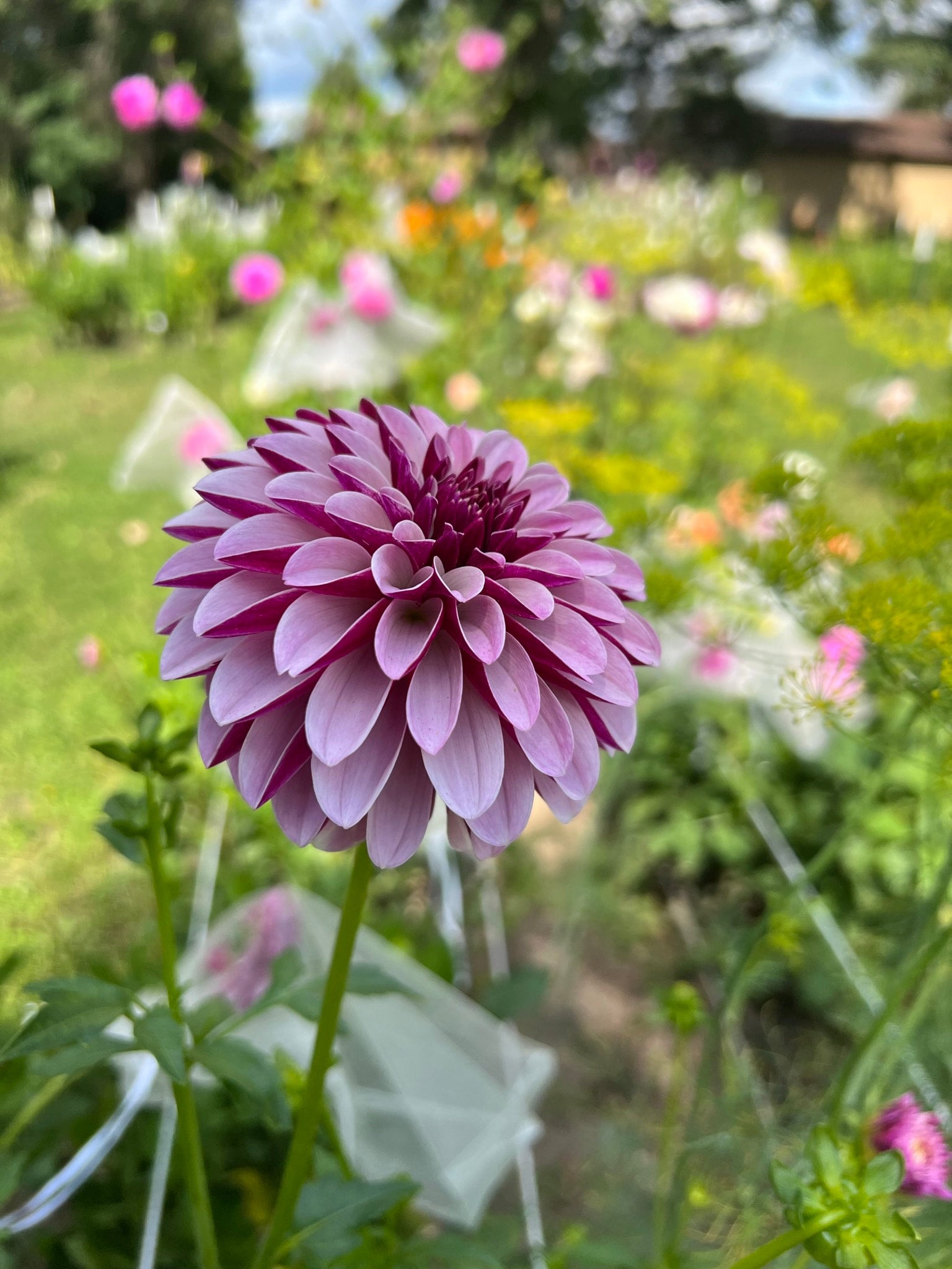 Salish Twilight Girl dahlia tubers | The Ever Lea | a flower farm