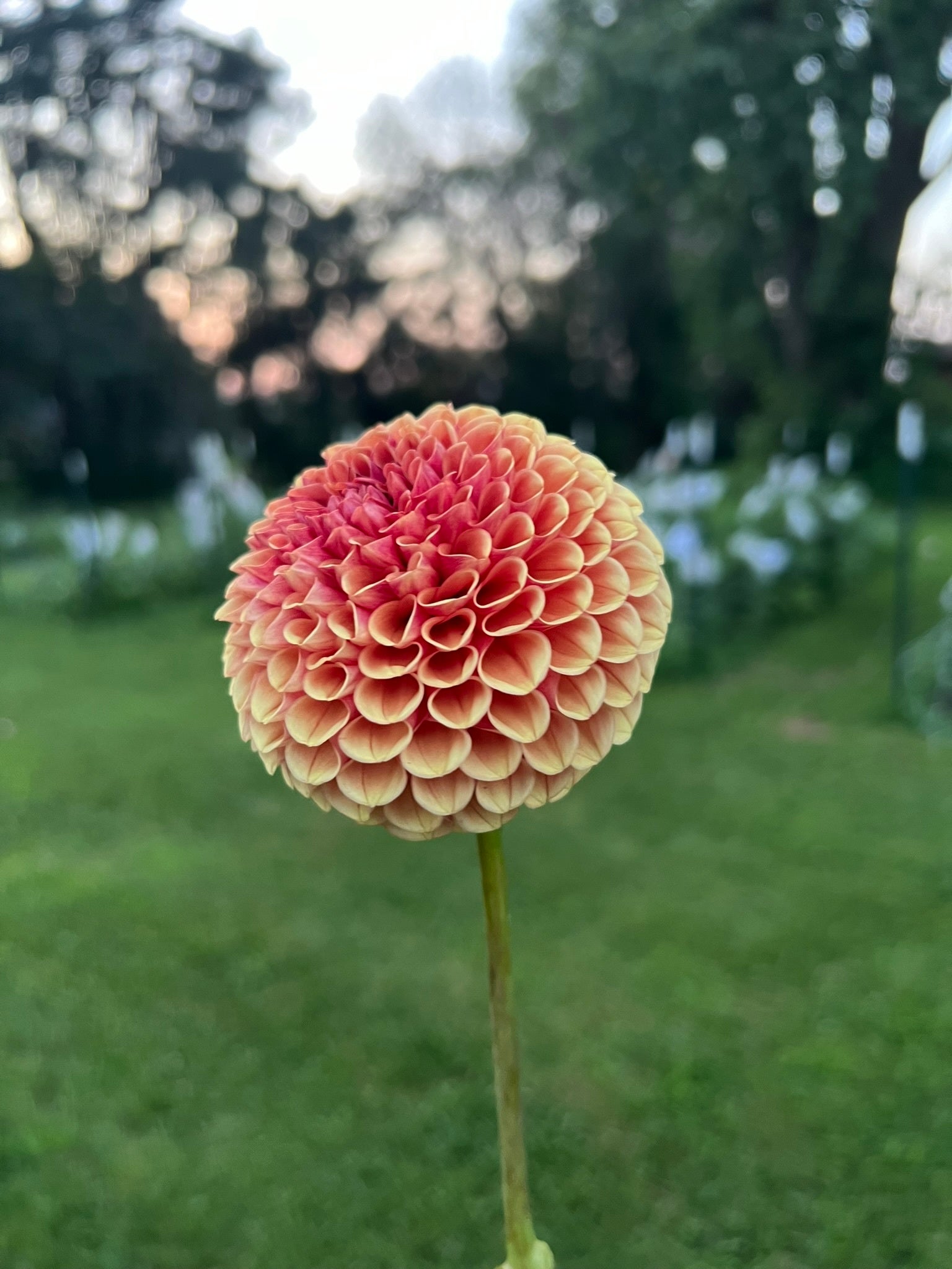 Hy Suntan Dahlia Tubers | The Ever Lea | a flower farm