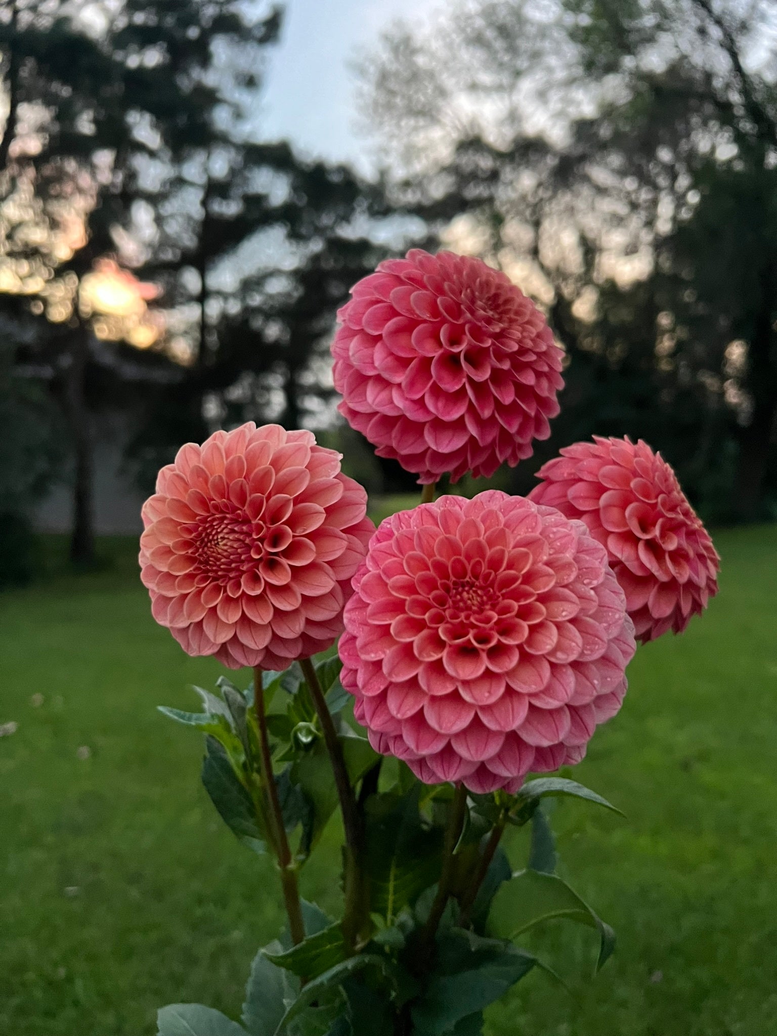Rose Toscano Dahlia Tubers | The Ever Lea | a flower farm