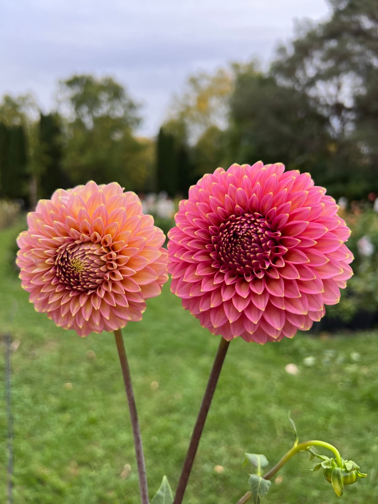Bloomquist Mojo Dahlia Tubers | The Ever Lea | a flower farm