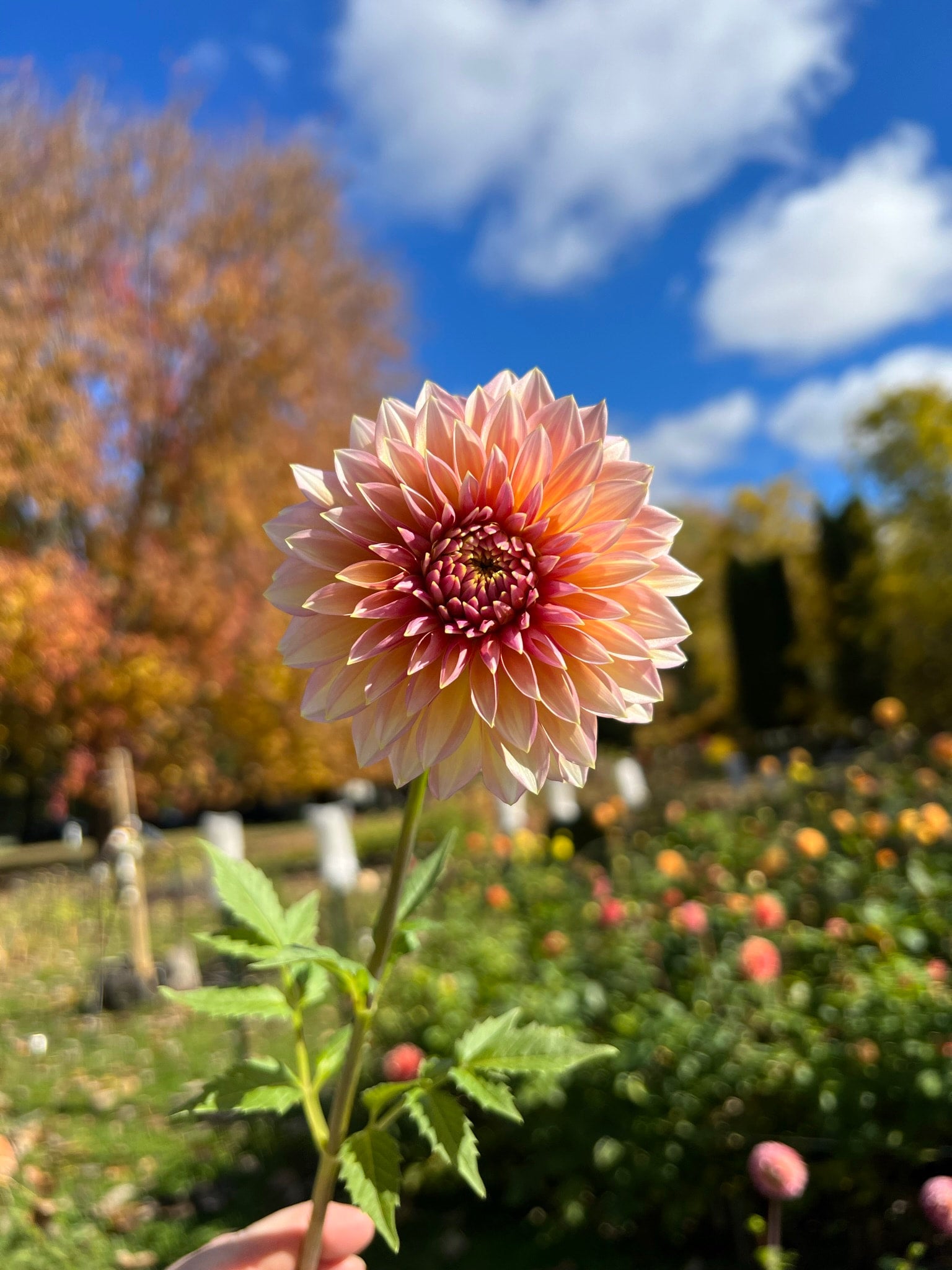Bloomquist Mojo Dahlia Tubers | The Ever Lea | a flower farm