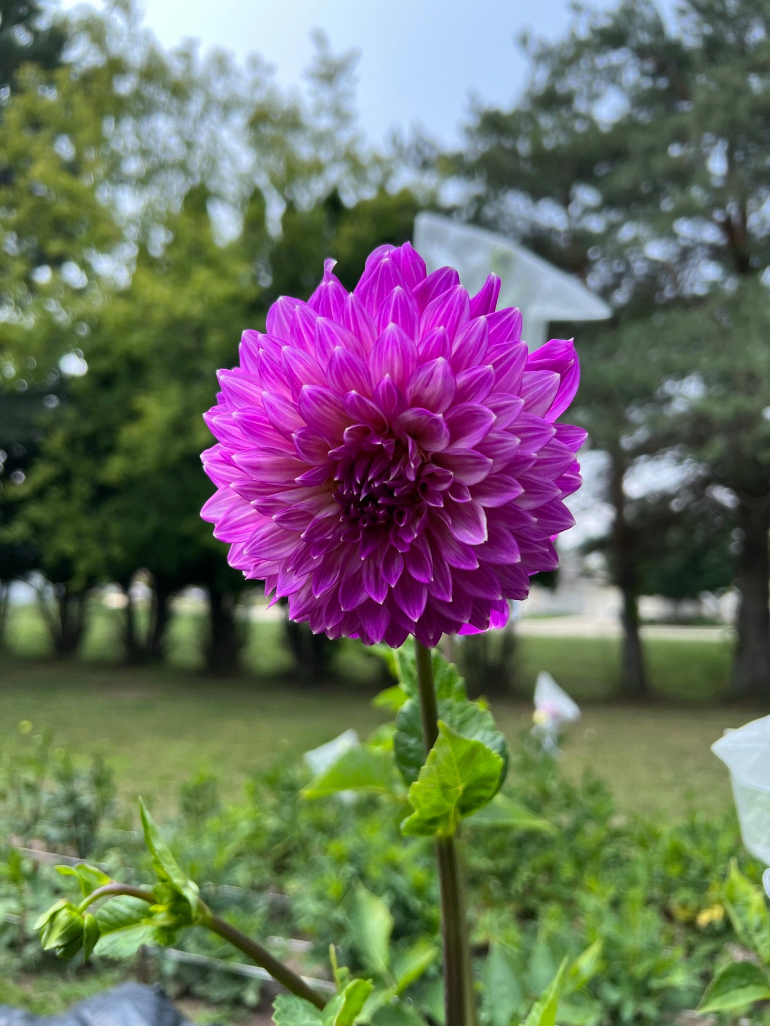 Bloomquist Clear Delight dahlia | The Ever Lea | a flower farm