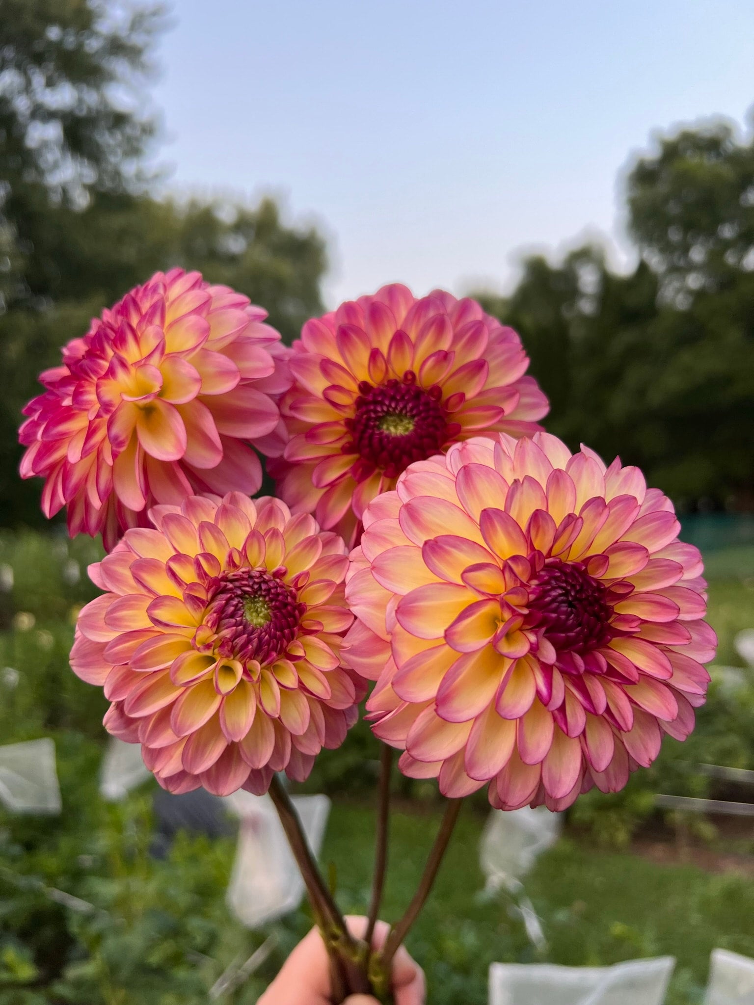 Foxy Lady dahlia tubers | The Ever Lea | a flower farm