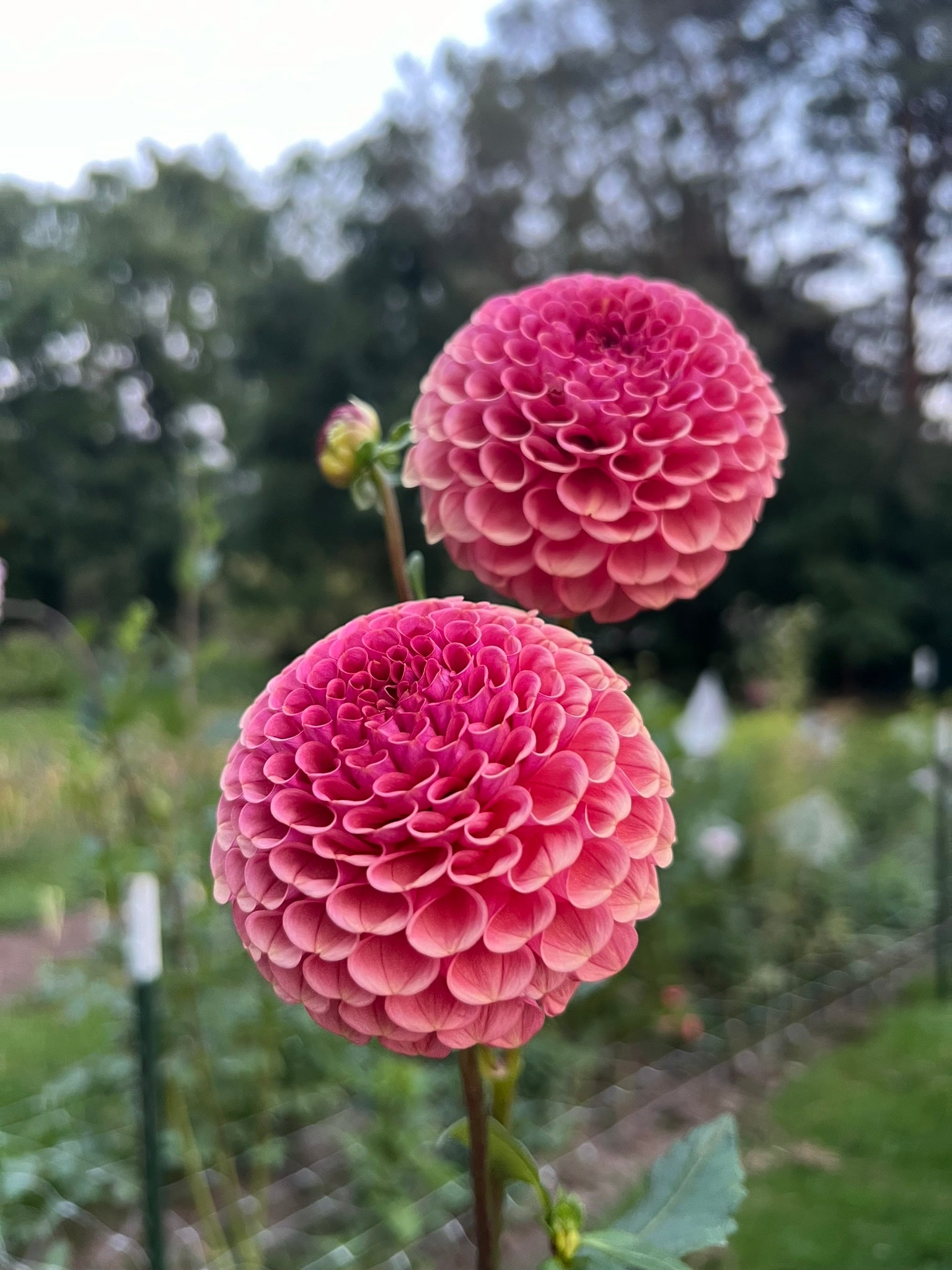 Ferncliff Rusty dahlia | The Ever Lea | a flower farm
