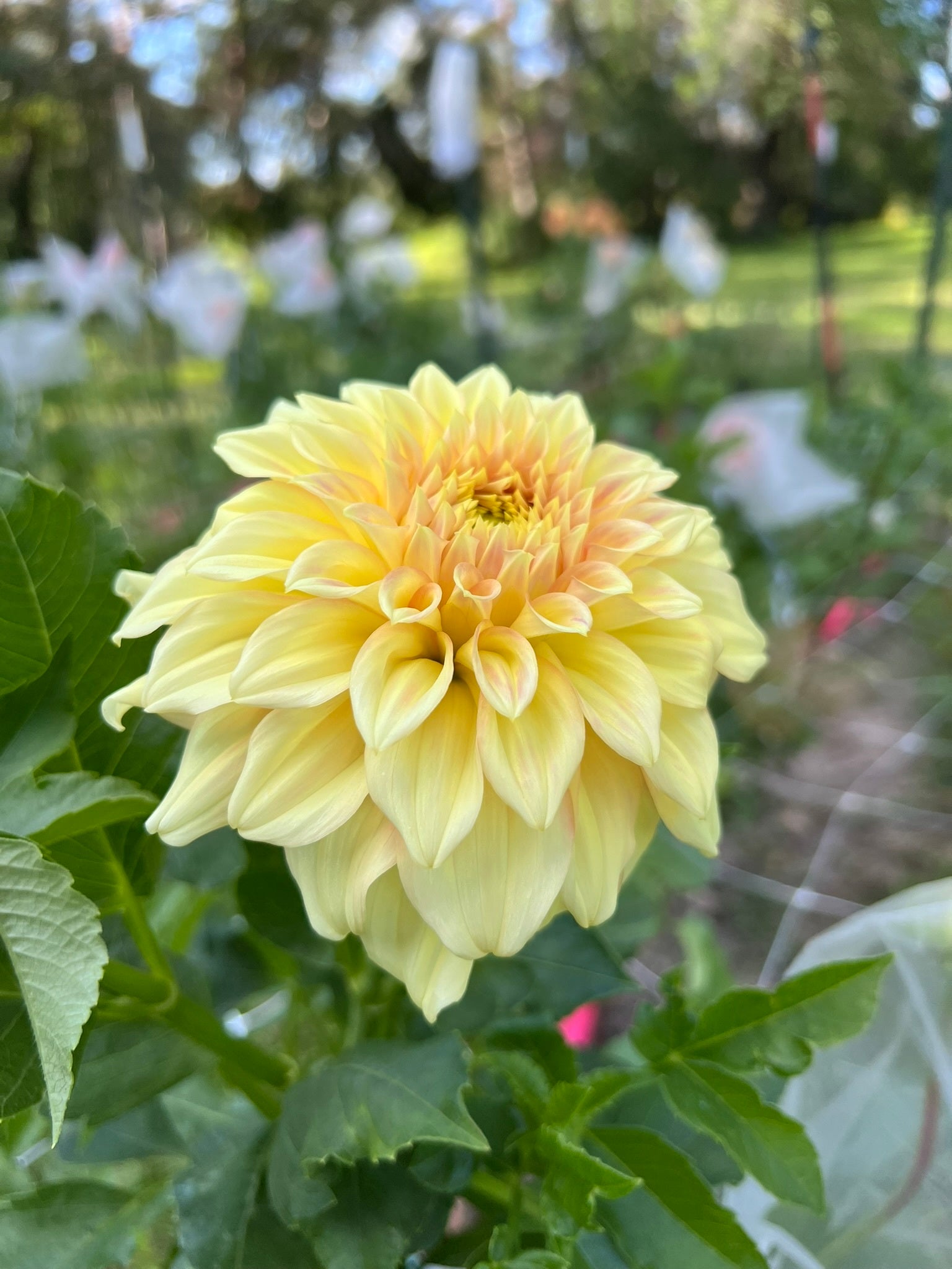 Bracken Sarah dahlia | The Ever Lea | a flower farm