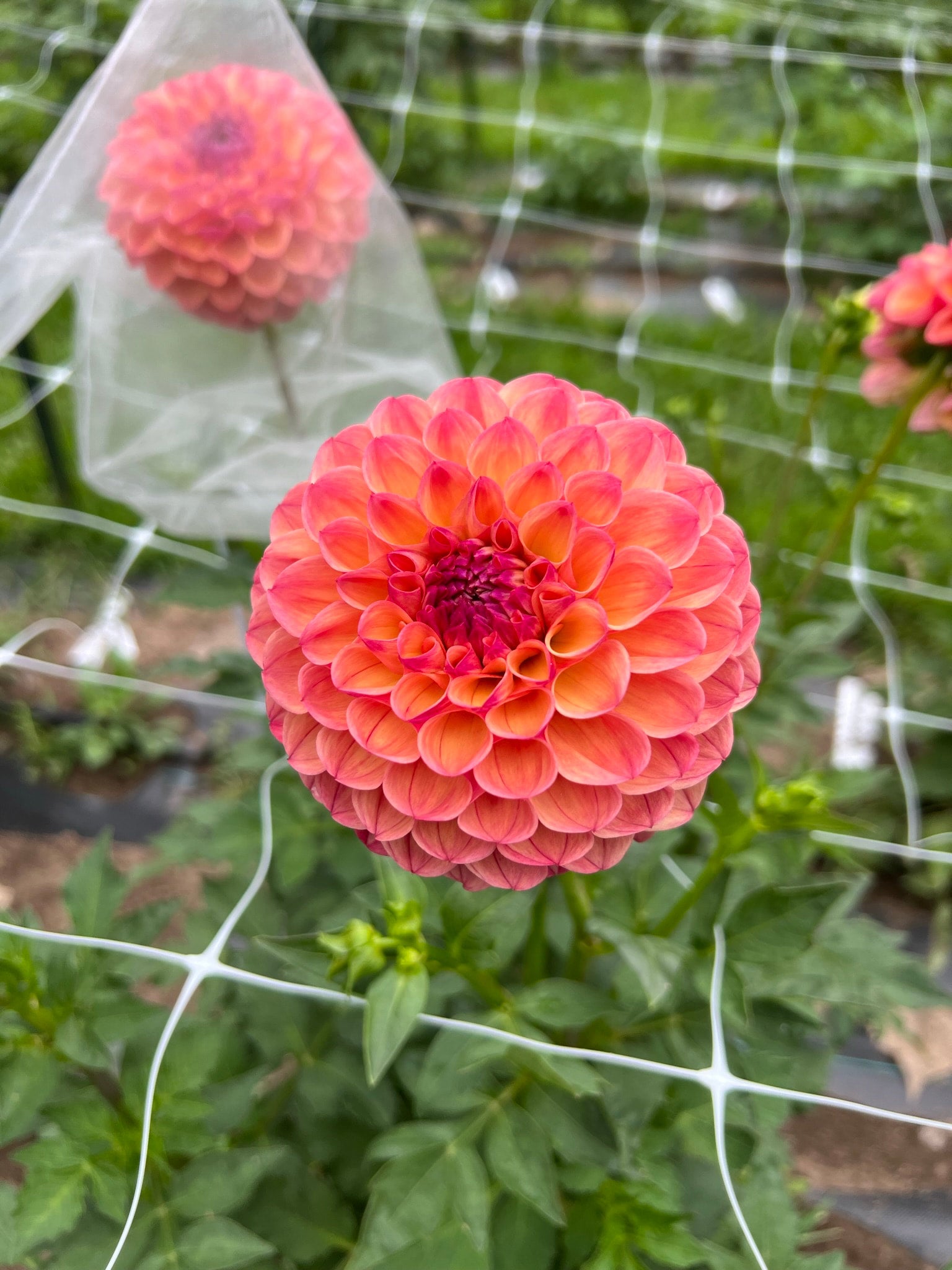 Valley Rust Bucket tubers | The Ever Lea | a flower farm