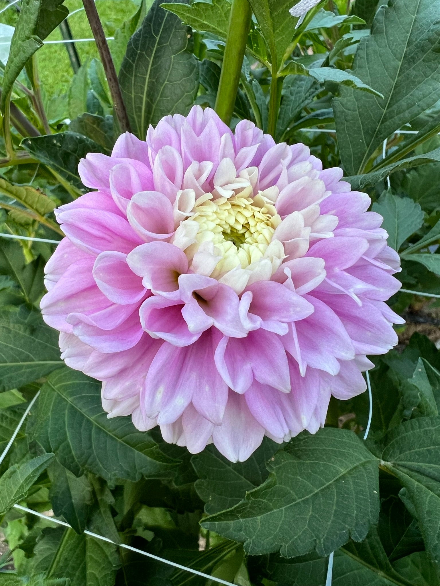 Fluffles dahlia tubers | The Ever Lea | a flower farm