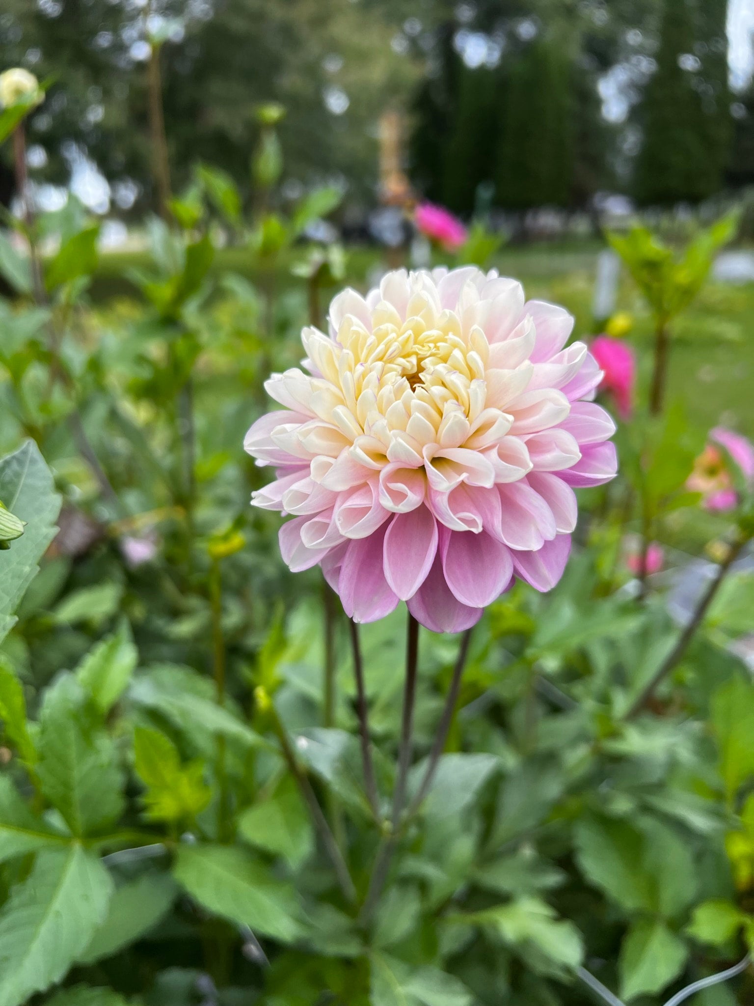 Fluffles dahlia tubers | The Ever Lea | a flower farm