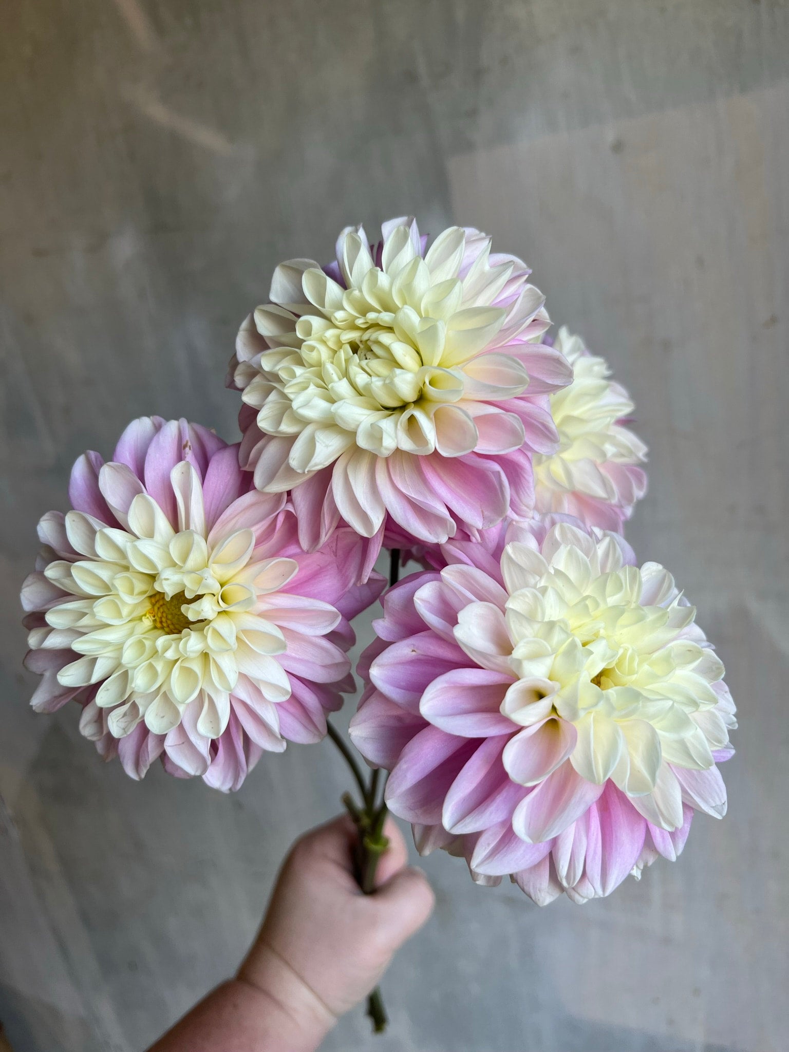 Fluffles dahlia tubers | The Ever Lea | a flower farm