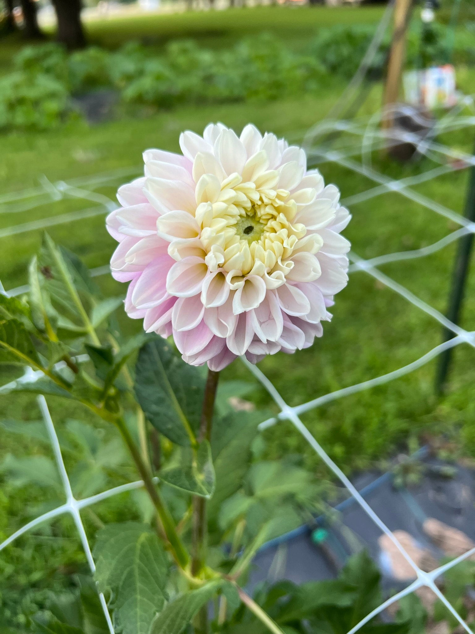Fluffles dahlia tubers | The Ever Lea | a flower farm