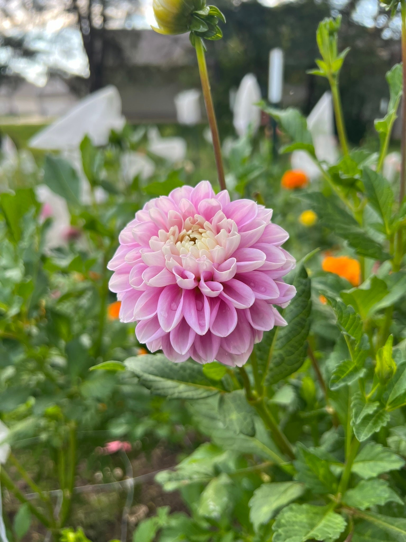 Fluffles dahlia tubers | The Ever Lea | a flower farm